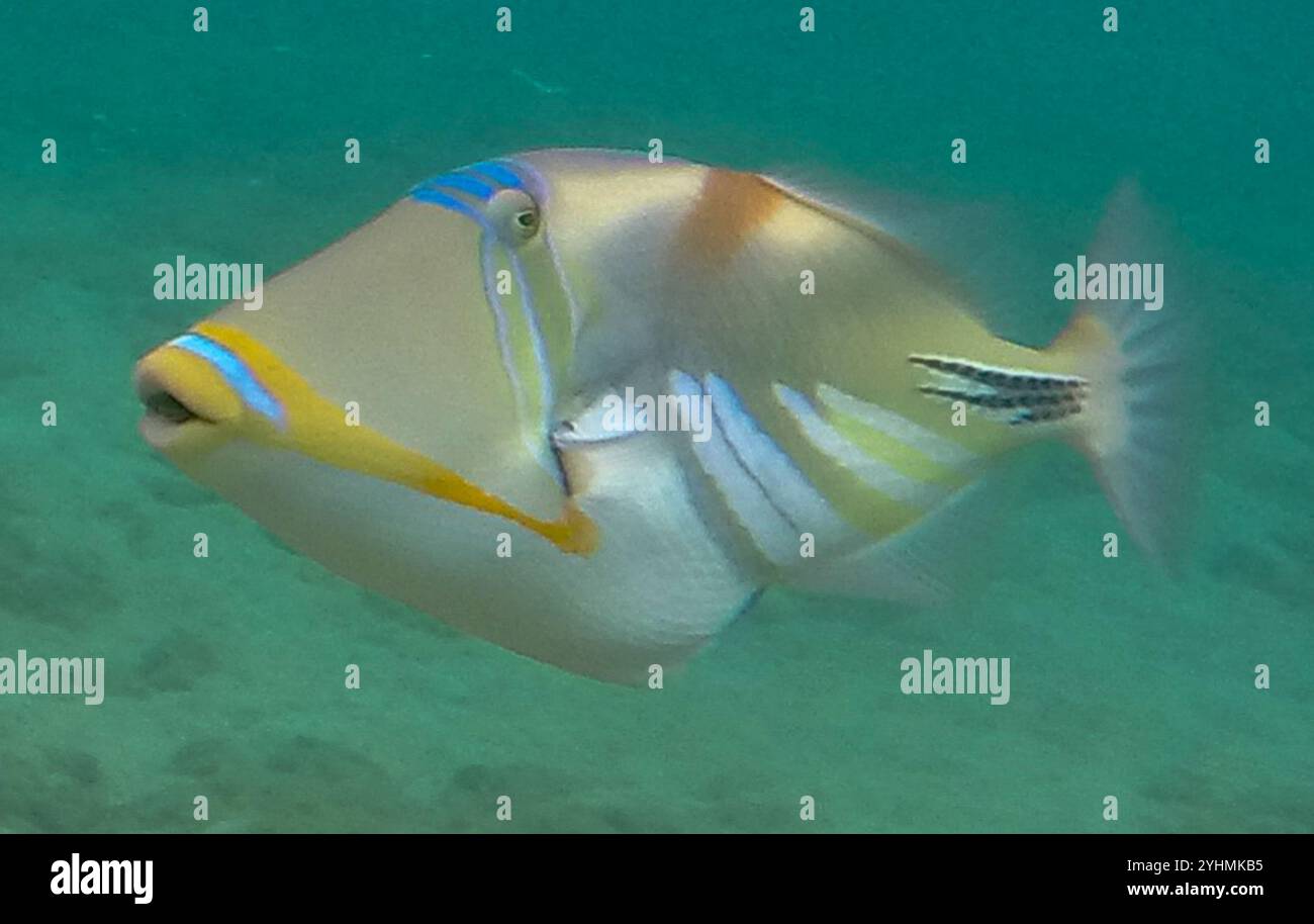 Lagoon Triggerfish (Rhinecanthus aculeatus Stock Photo - Alamy