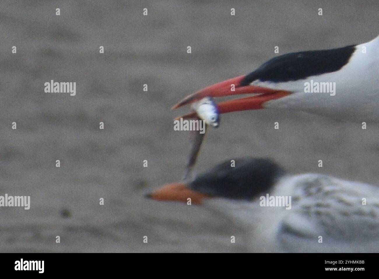 Northern Anchovy (Engraulis mordax Stock Photo - Alamy