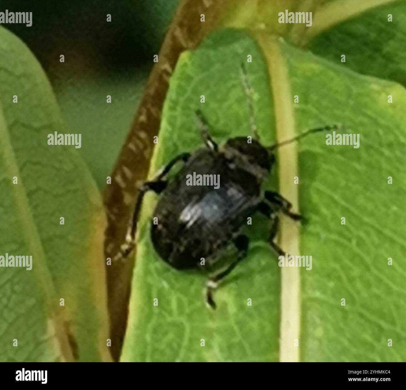 Western Grape Rootworm (Bromius obscurus Stock Photo - Alamy