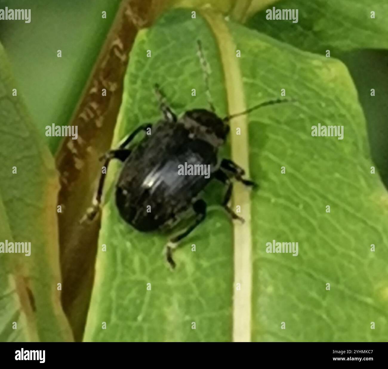 Western Grape Rootworm (Bromius obscurus Stock Photo - Alamy