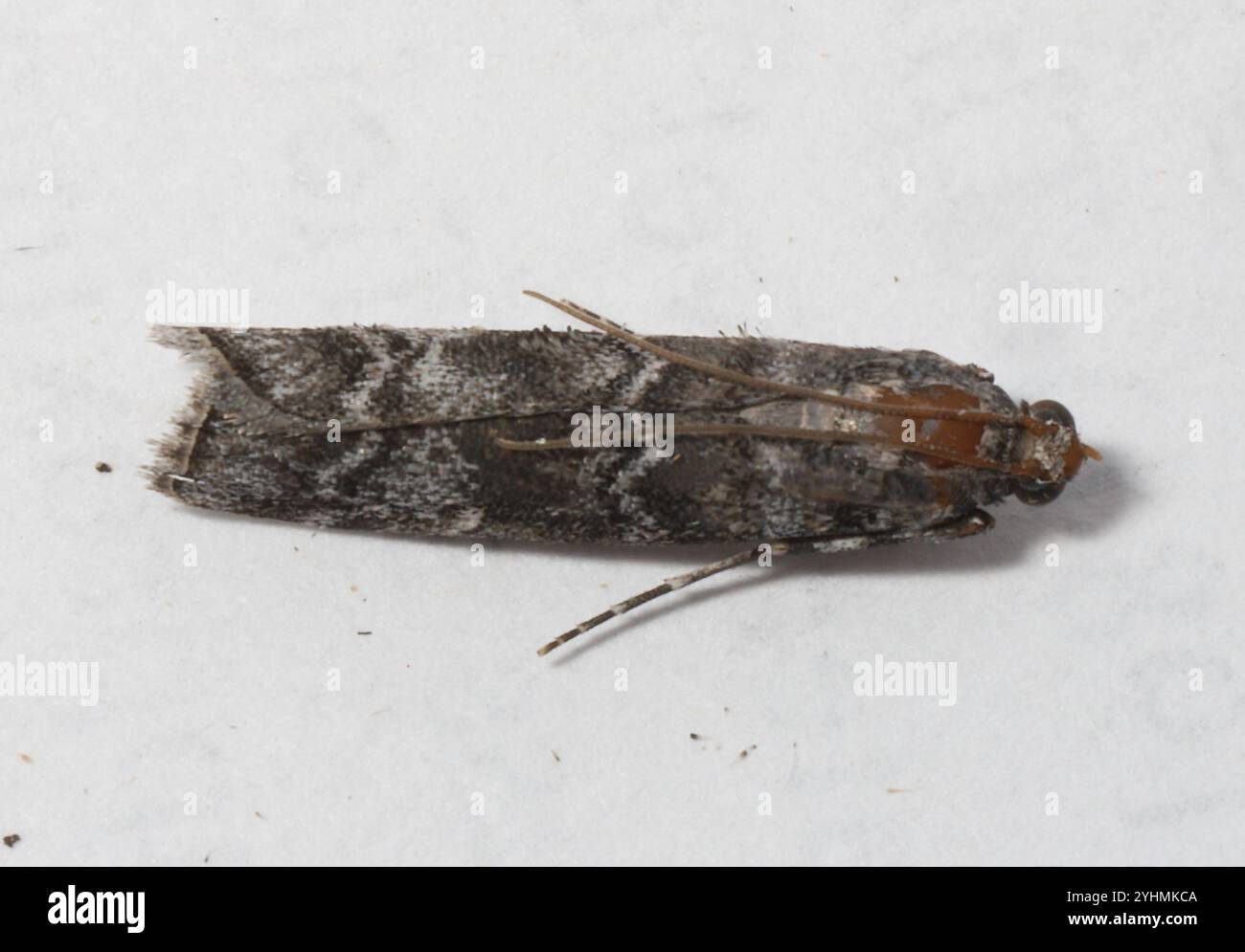 Conifer Coneworm Moths (Dioryctria Stock Photo - Alamy