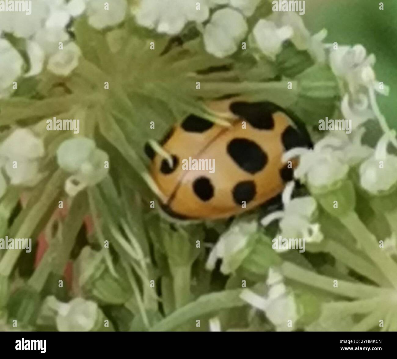 Notated Lady Beetle (Ceratomegilla notata Stock Photo - Alamy