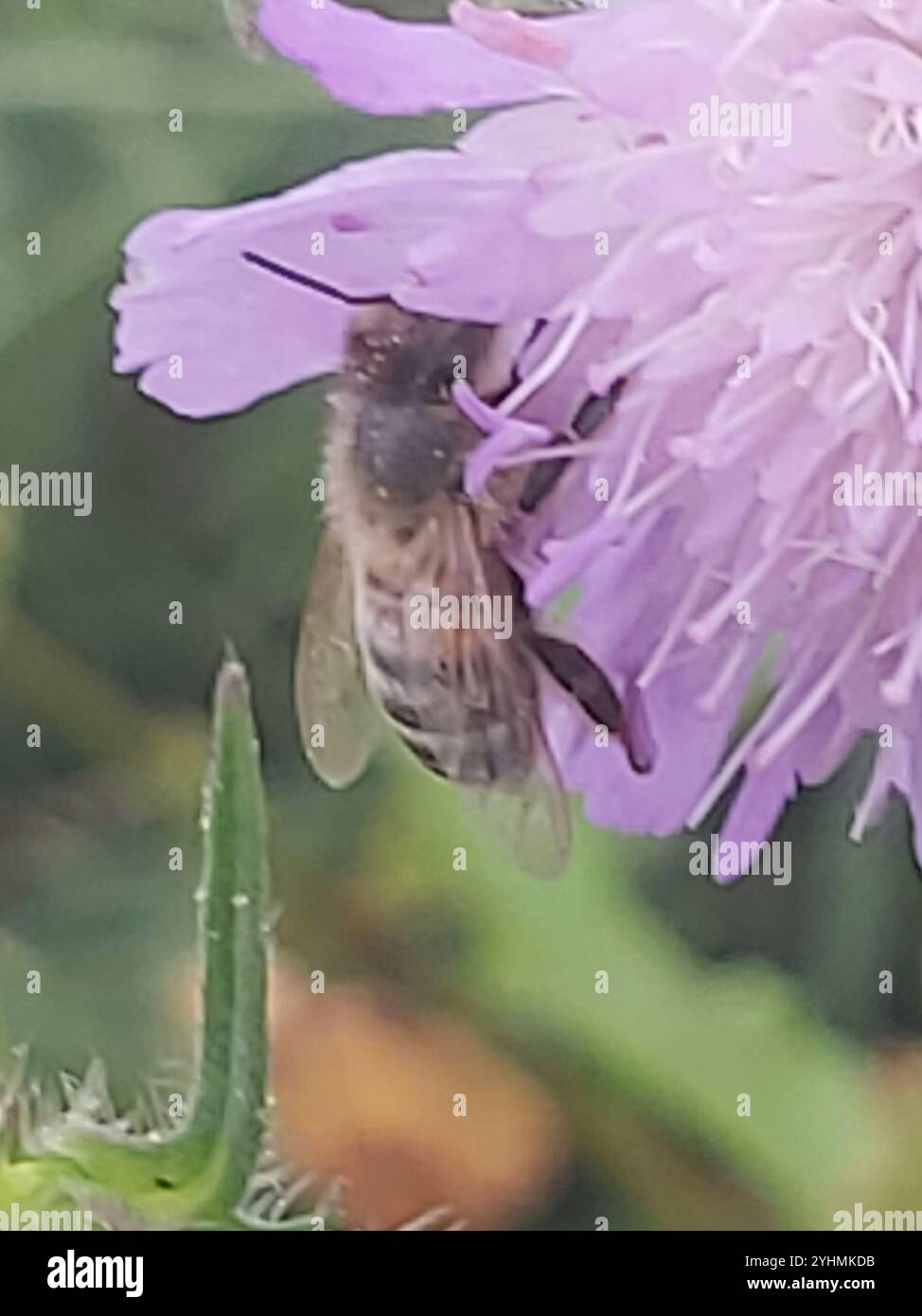 Western Honey Bee (Apis mellifera Stock Photo - Alamy