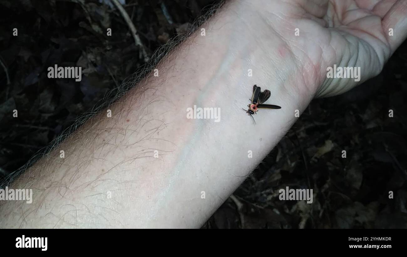 Common Eastern Firefly (Photinus pyralis Stock Photo - Alamy