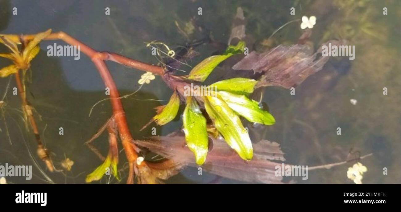 Northern Pondweed (Potamogeton alpinus Stock Photo - Alamy