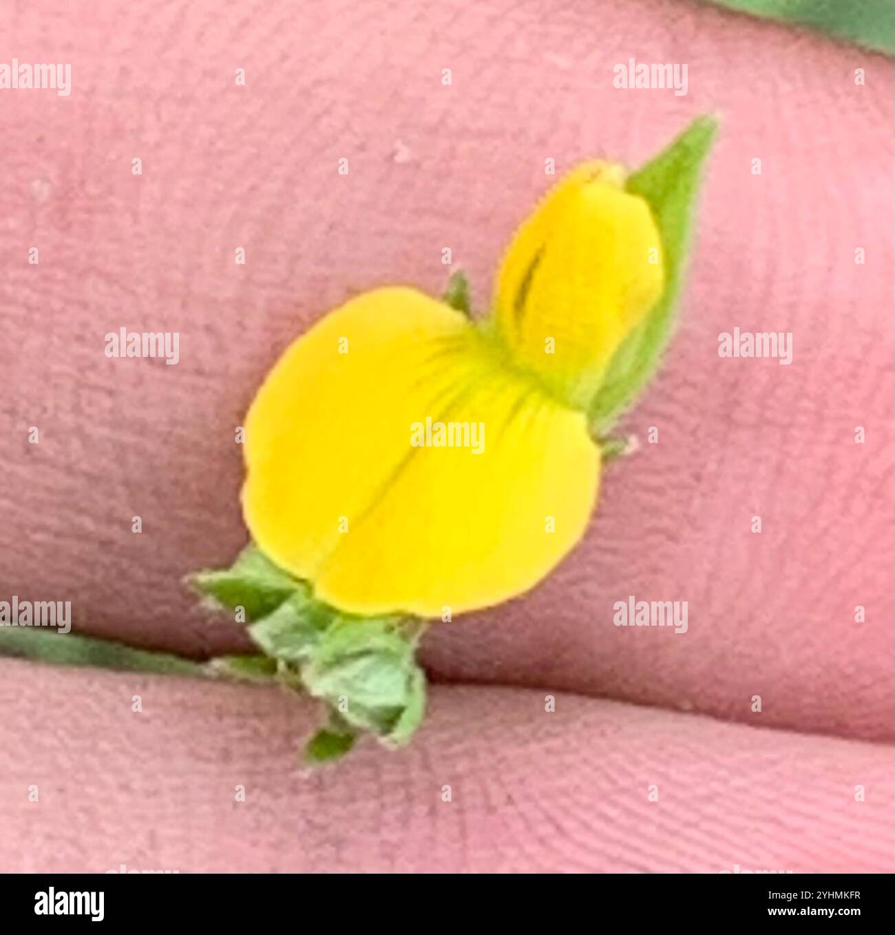 Rabbitbells (Crotalaria rotundifolia Stock Photo - Alamy