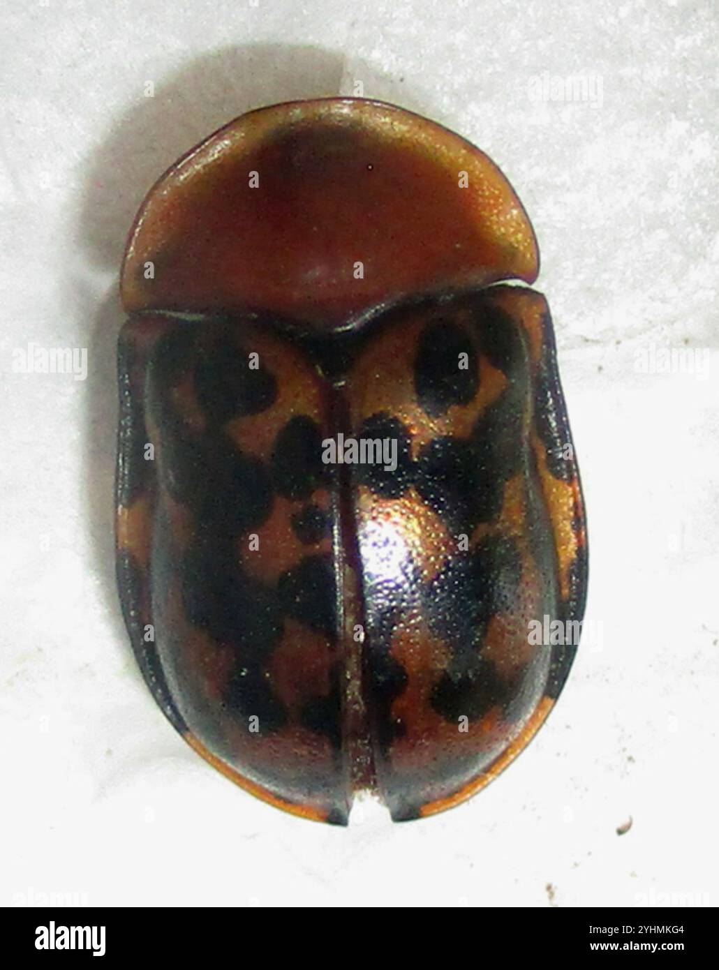 African Spotted Tortoise Beetle (Conchyloctenia punctata Stock Photo ...