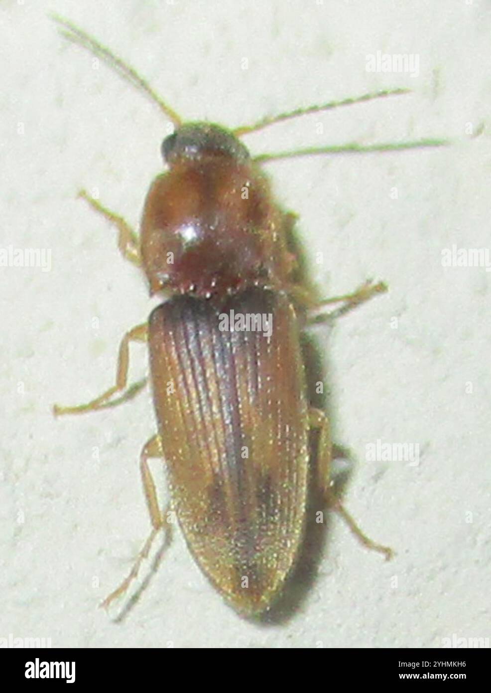 Click Beetles (Elateridae Stock Photo - Alamy