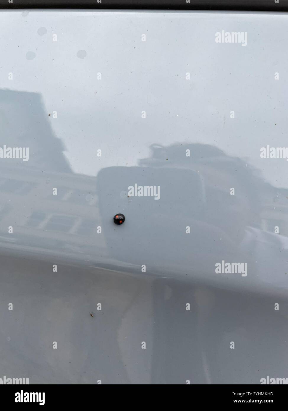 Twice-stabbed Lady Beetles (Chilocorus Stock Photo - Alamy