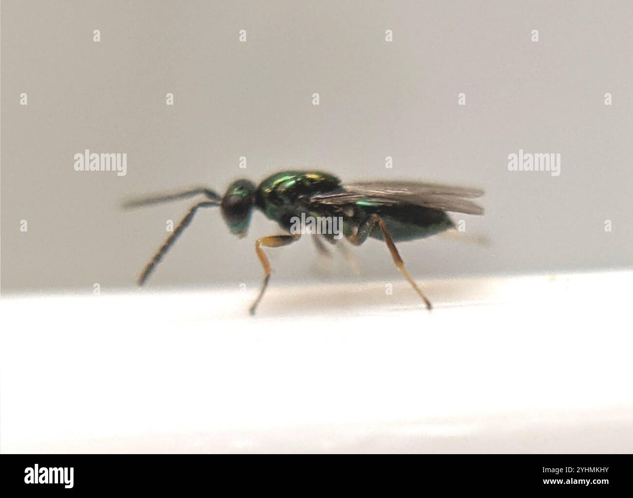 Chalcidoid Wasps (Chalcidoidea Stock Photo - Alamy