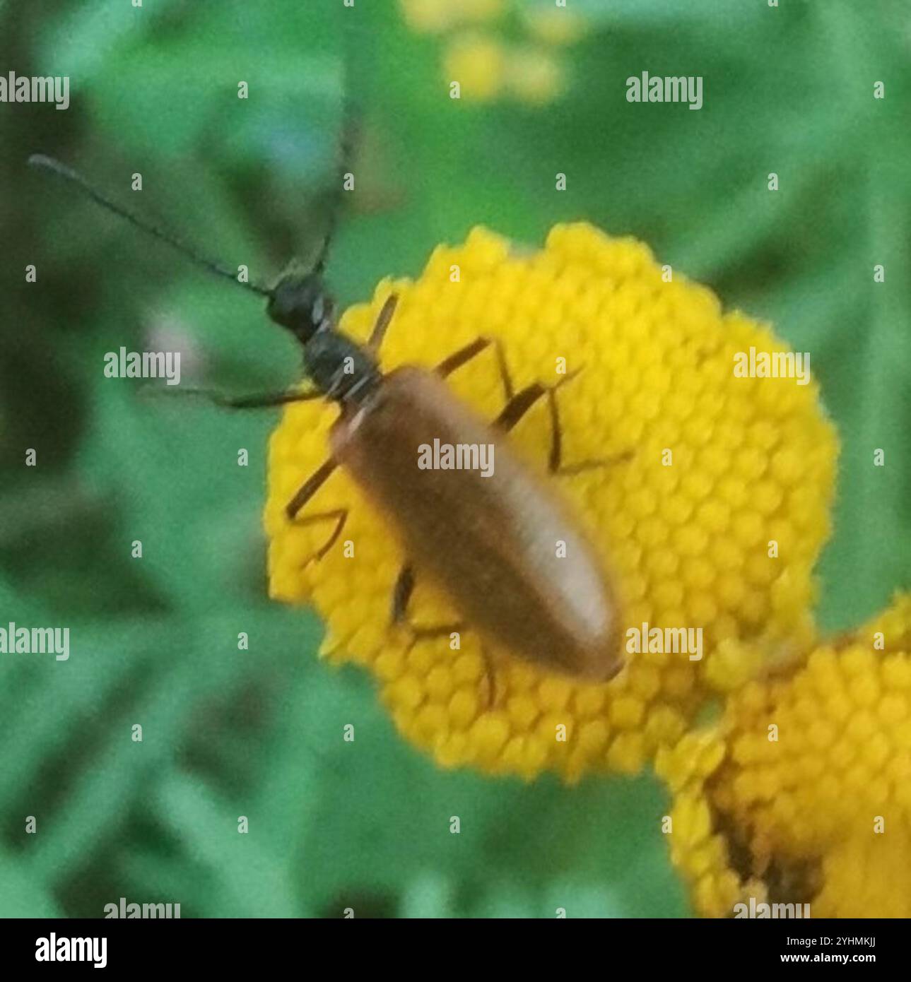 Rough-haired Lagria Beetle (Lagria hirta Stock Photo - Alamy