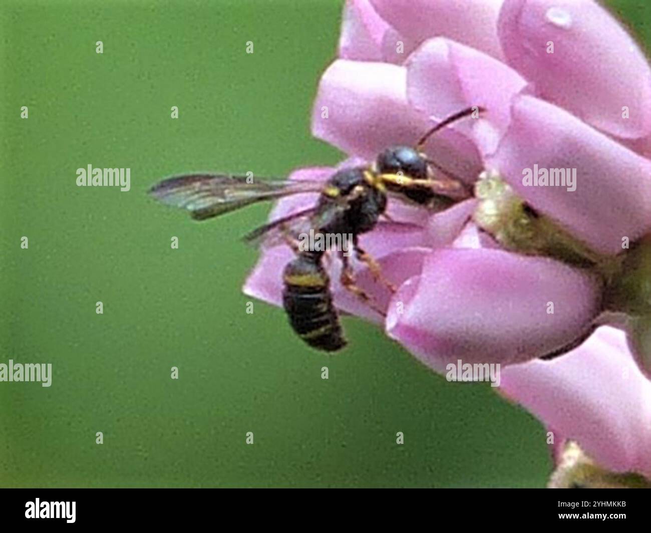 Square-headed Wasps, Sand Wasps, and Allies (Crabronidae Stock Photo ...