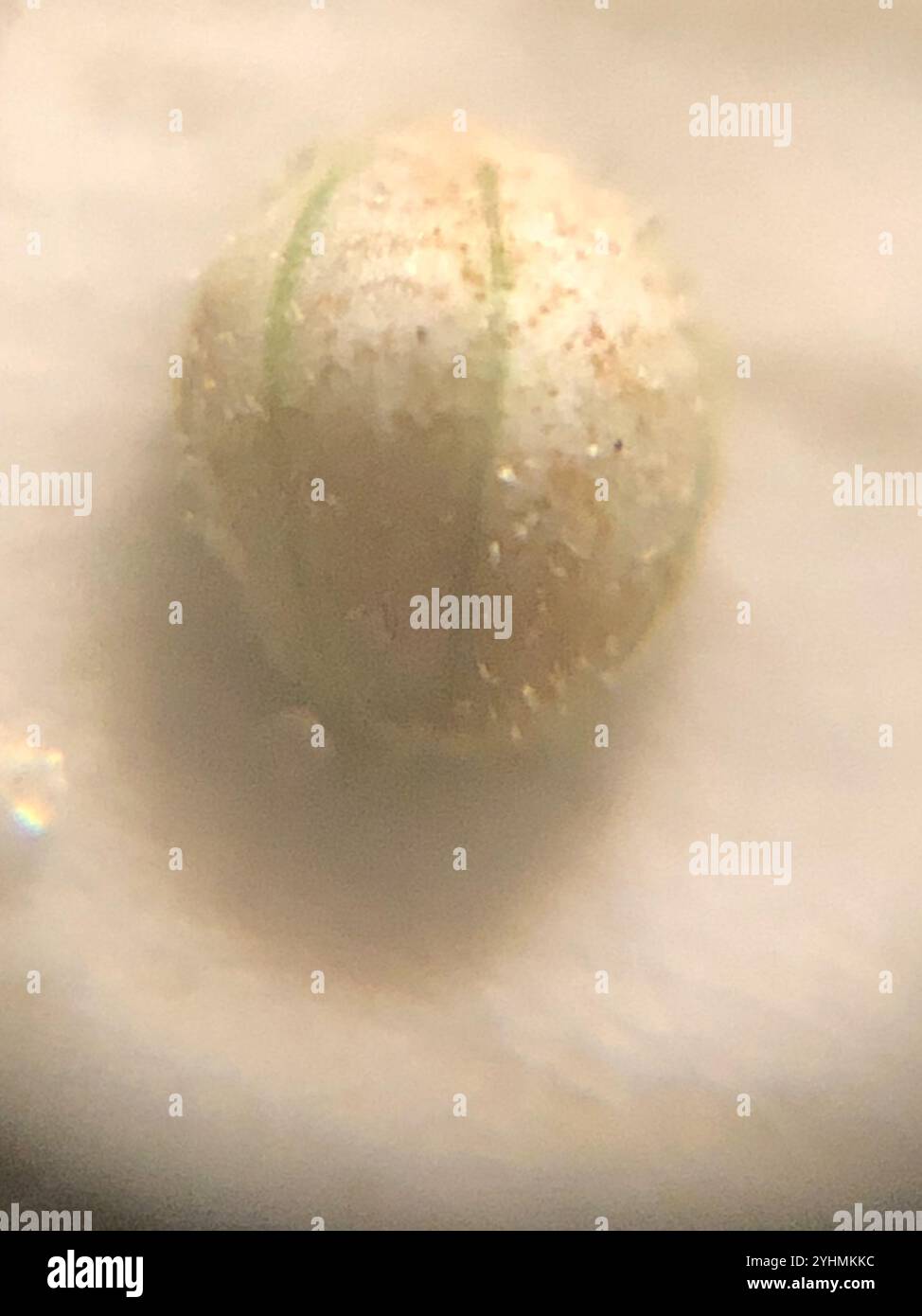 yellow sand paspalum (Paspalum setaceum stramineum Stock Photo - Alamy