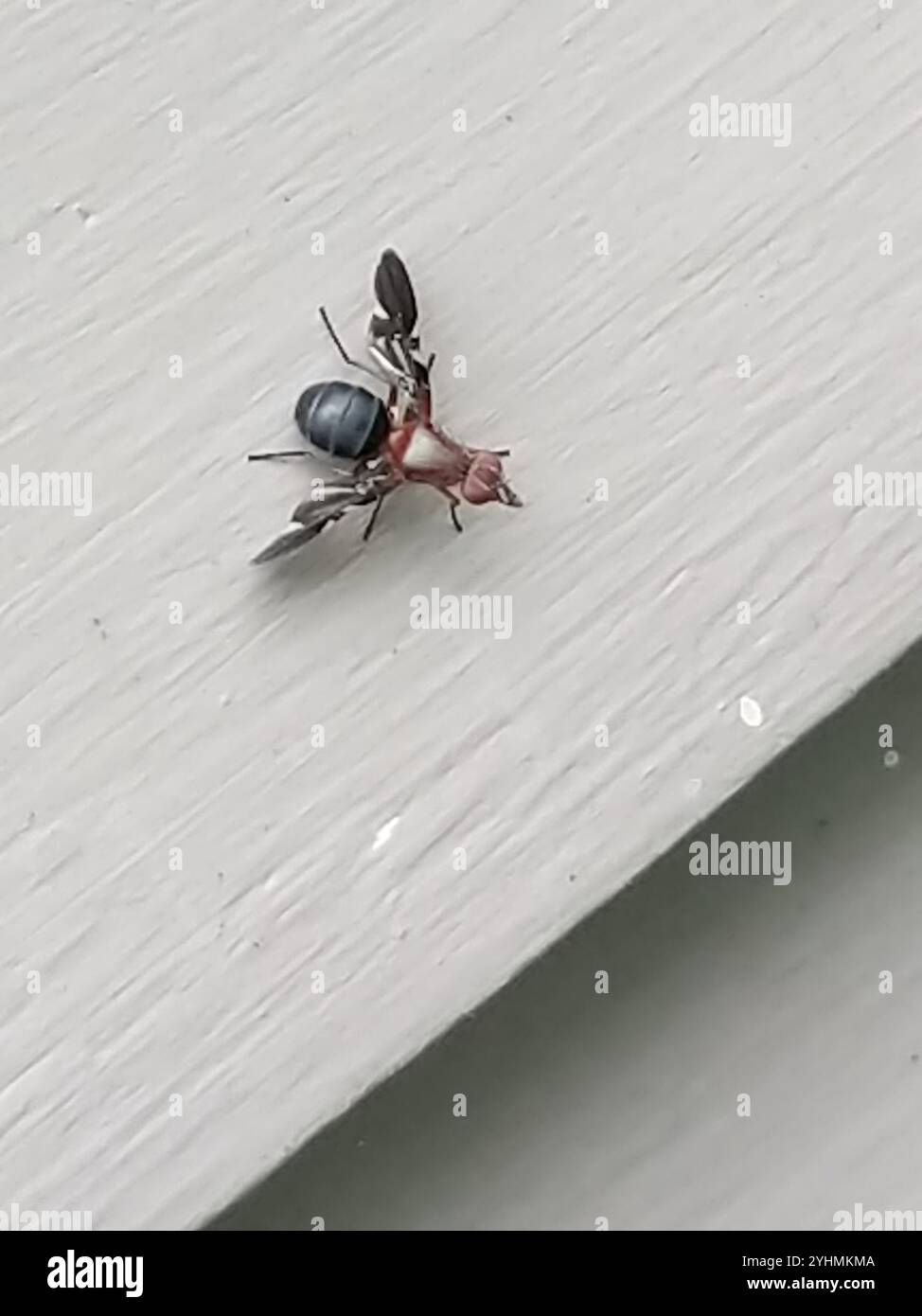 Common Picture-winged Fly (Delphinia picta Stock Photo - Alamy