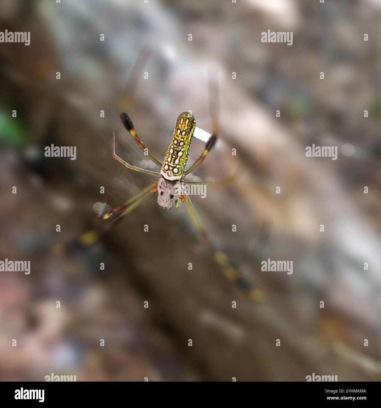Golden Silk Spider (Trichonephila clavipes Stock Photo - Alamy