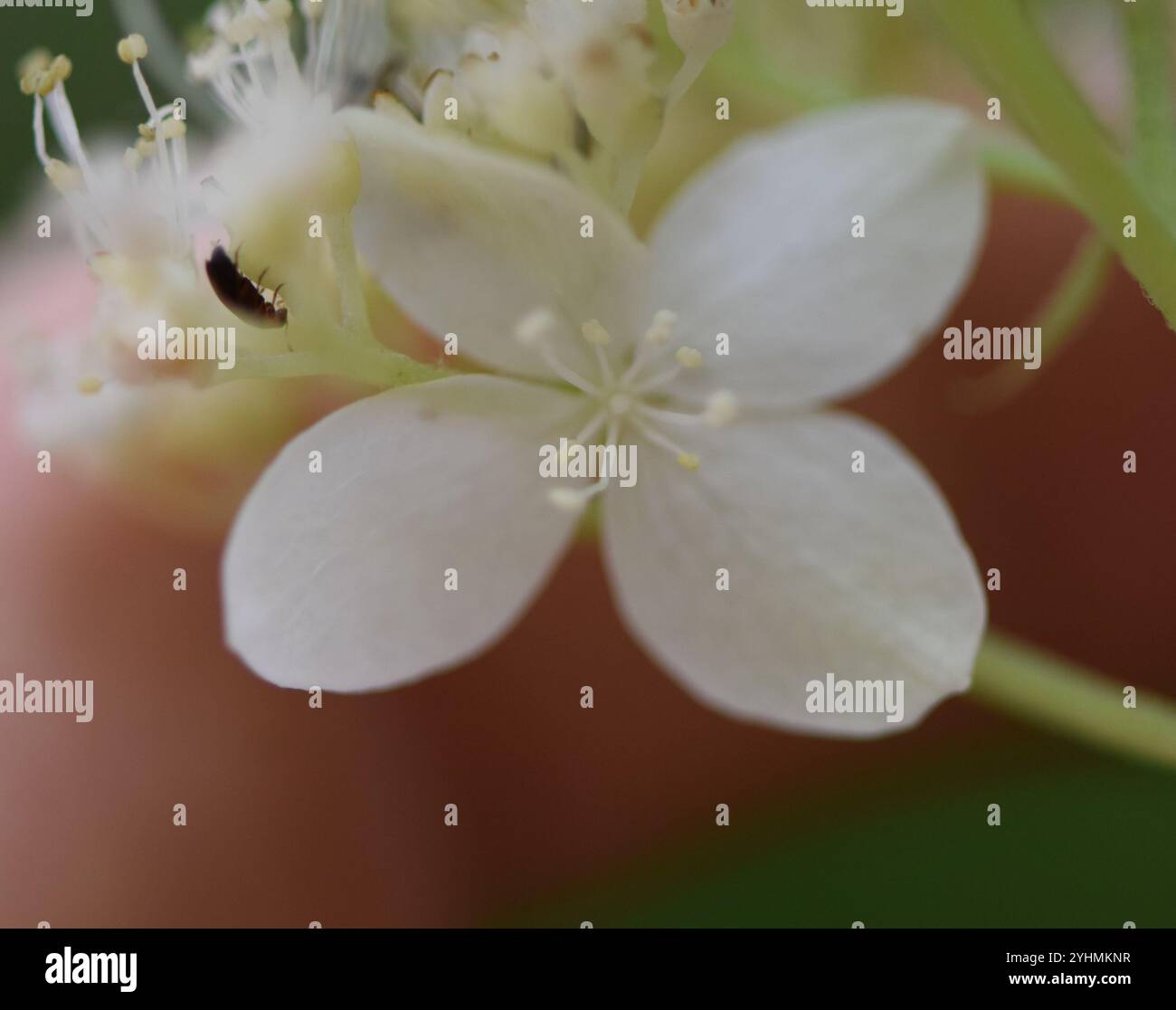 snowy hydrangea (Hydrangea radiata Stock Photo - Alamy