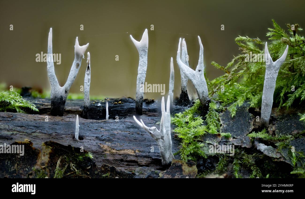 Fruiting bodies of candlestick fungus (Xylaria hypoxylon) from southern ...