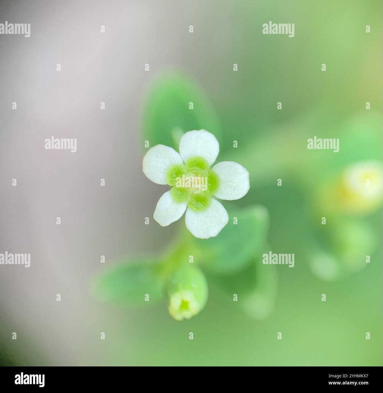 False Flowering Spurge (Euphorbia pubentissima Stock Photo - Alamy