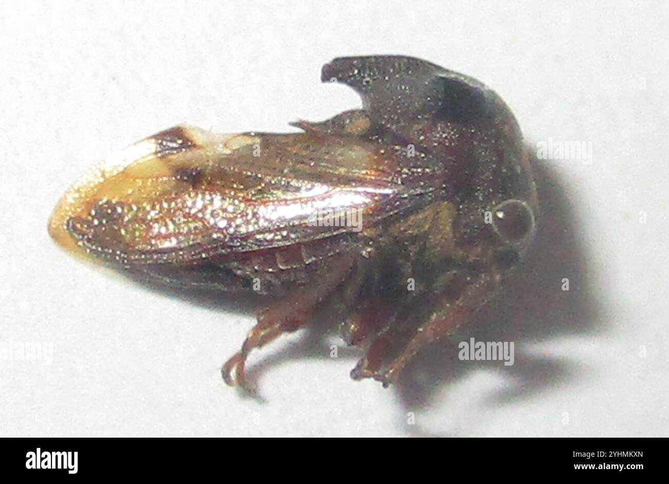 Typical Treehoppers (Membracidae Stock Photo - Alamy