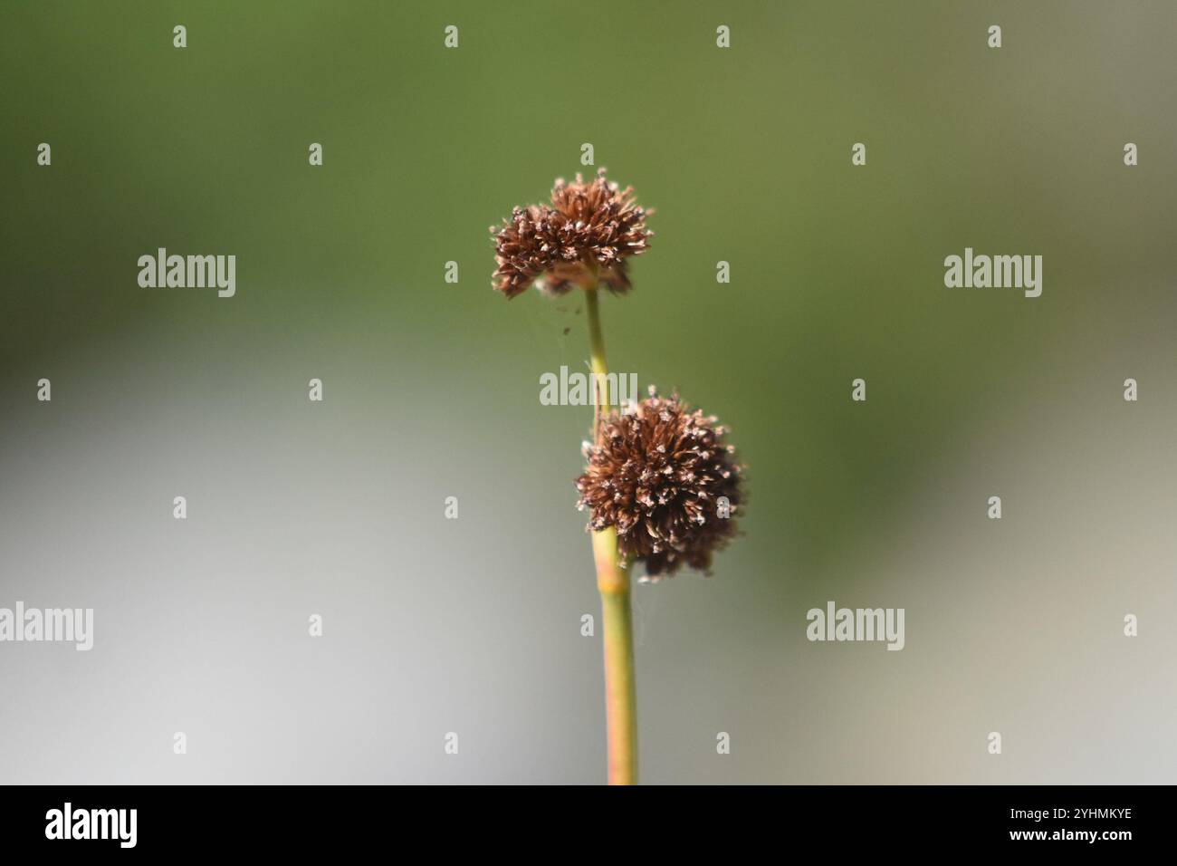dagger rush (Juncus ensifolius Stock Photo - Alamy