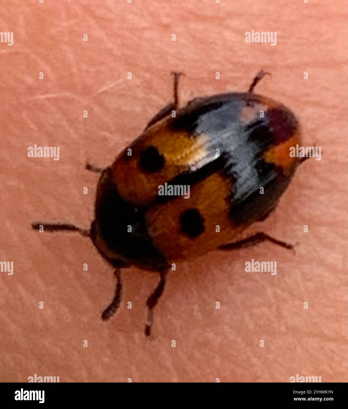 Two-spotted Diaperis (Diaperis maculata Stock Photo - Alamy