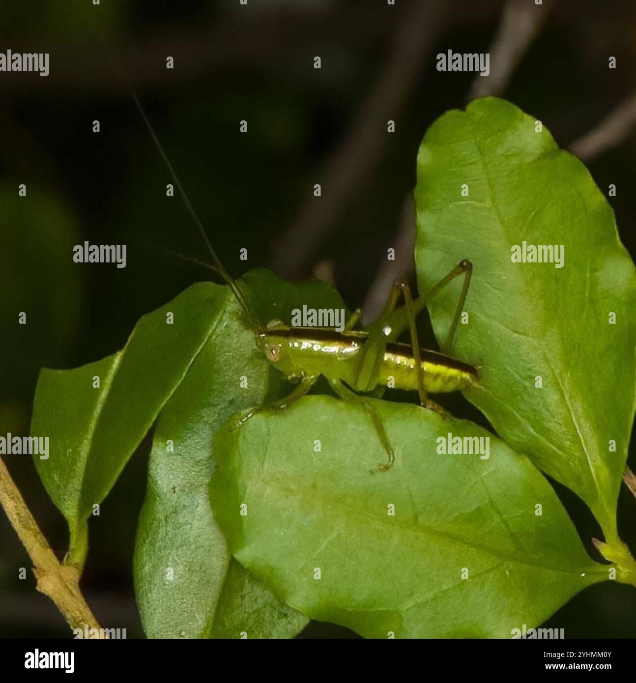 Common Meadow Katydids (Conocephalini Stock Photo - Alamy