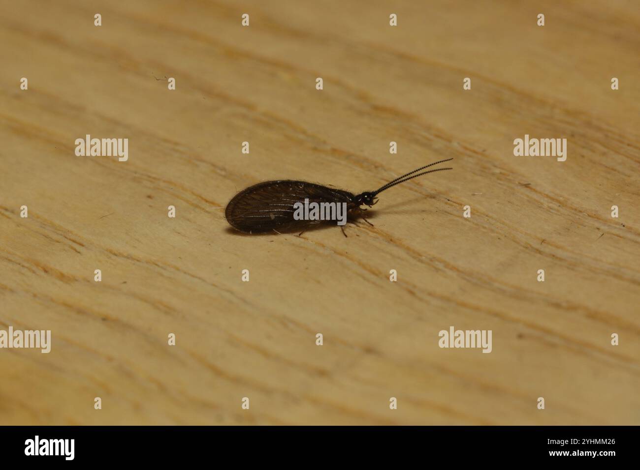 Sisyra nigra hi-res stock photography and images - Alamy