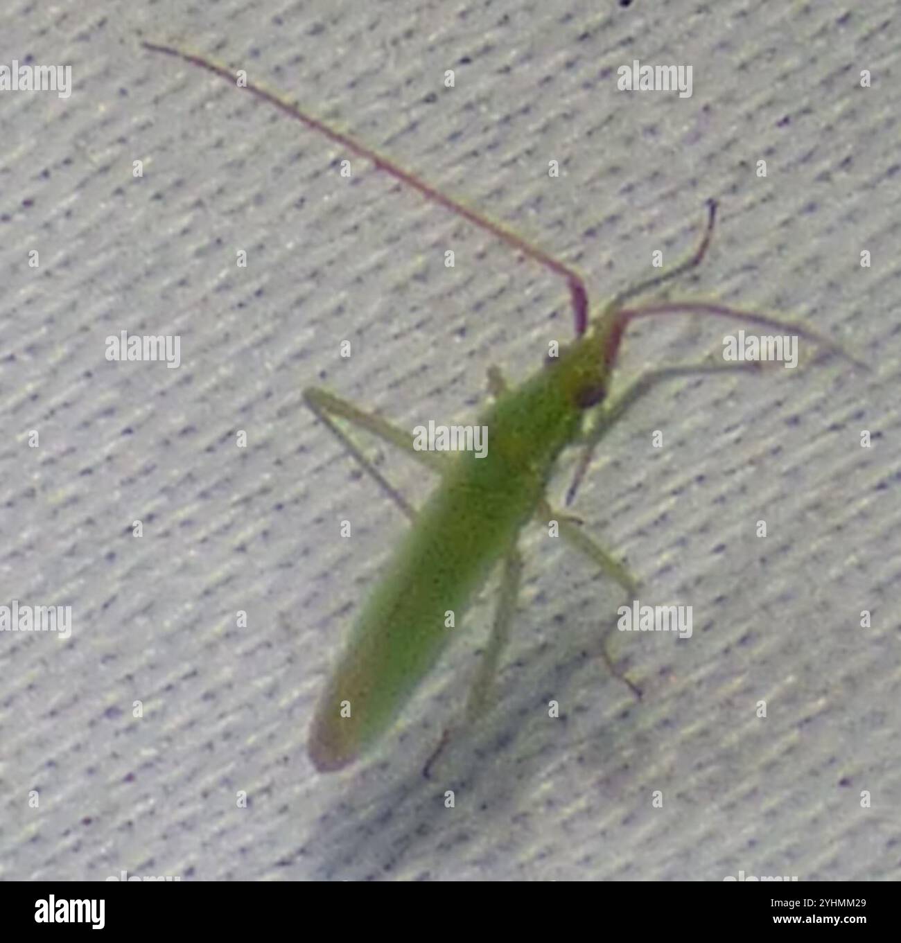 Rice Leaf Bug (Trigonotylus caelestialium Stock Photo - Alamy