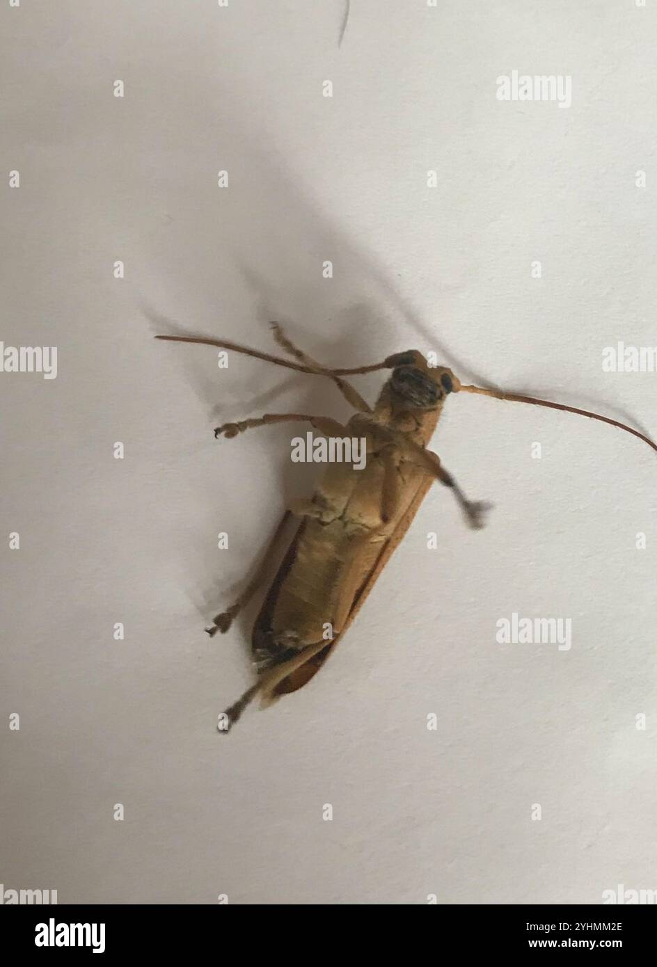 Poplar Borer (Saperda calcarata Stock Photo - Alamy