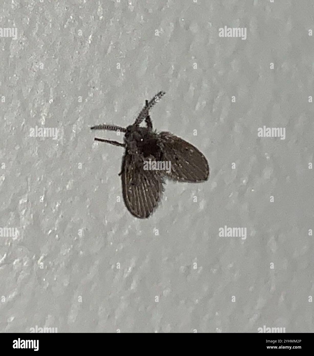 Bathroom Moth Fly (Clogmia albipunctata Stock Photo - Alamy