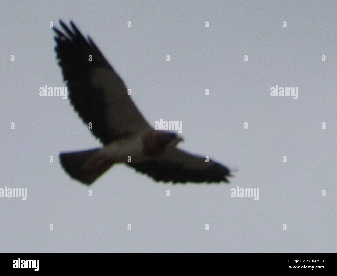 Swainson's Hawk (Buteo swainsoni Stock Photo - Alamy