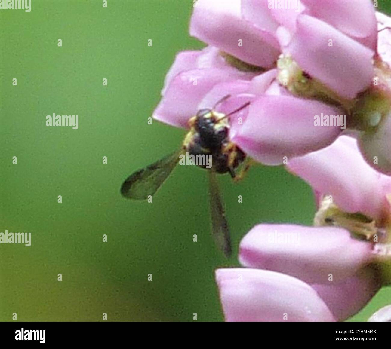 Square-headed Wasps, Sand Wasps, and Allies (Crabronidae Stock Photo ...