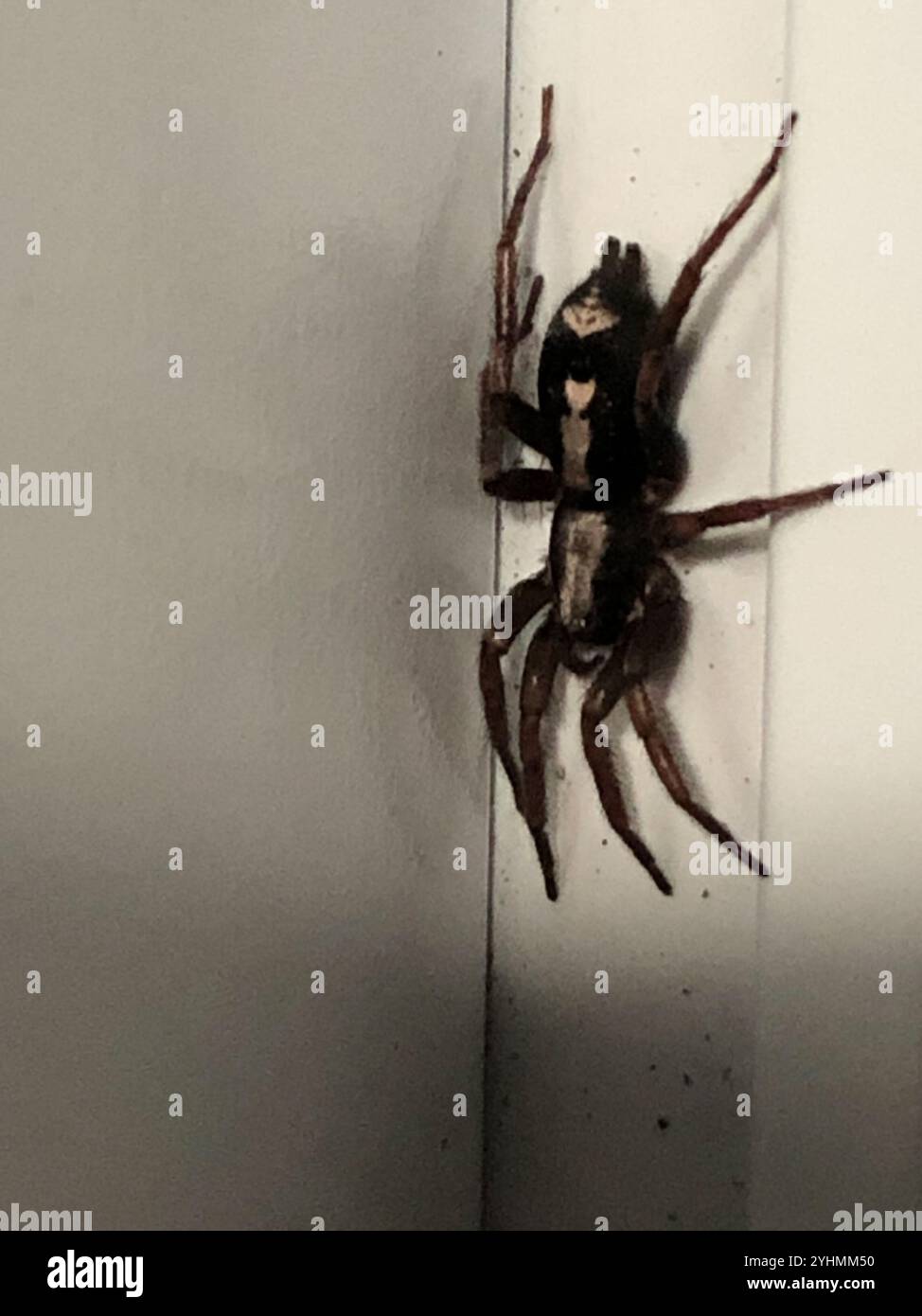 Eastern Parson Spider (Herpyllus ecclesiasticus Stock Photo - Alamy