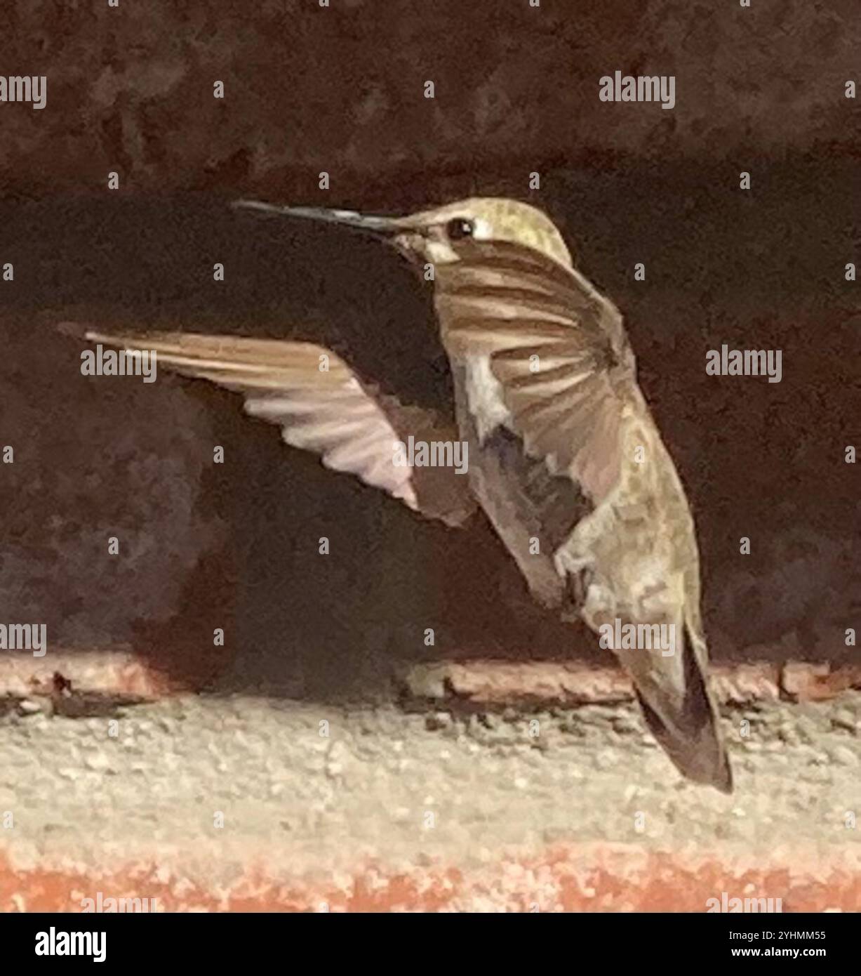 Anna's Hummingbird (Calypte anna Stock Photo - Alamy