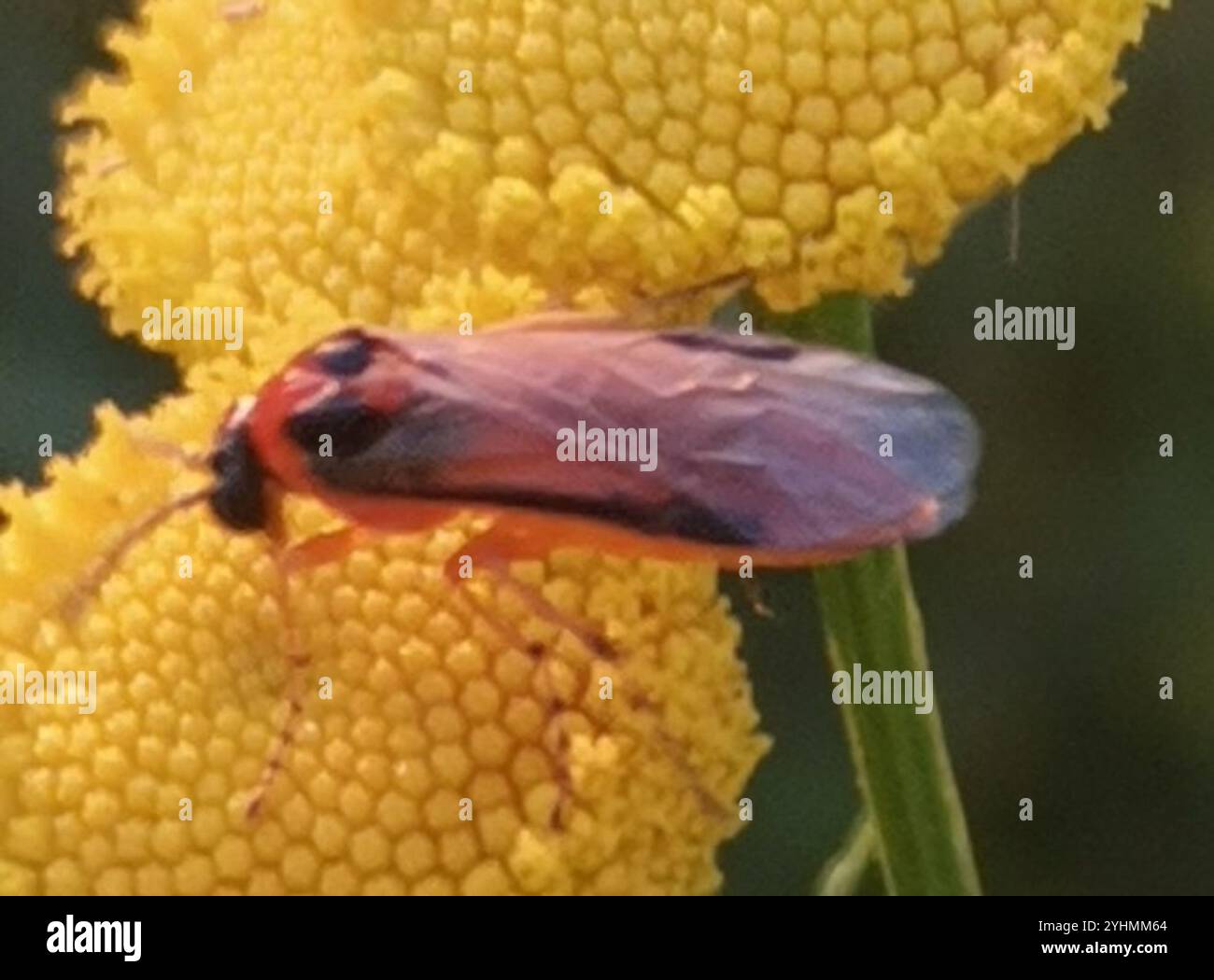 Turnip Sawfly (Athalia rosae Stock Photo - Alamy