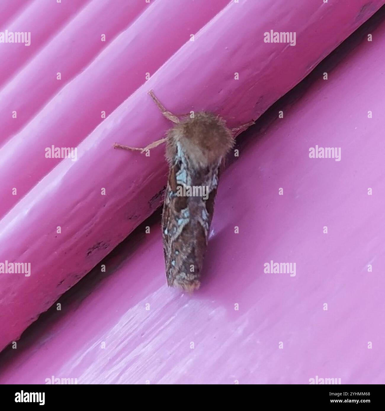 Map-winged Swift (Korscheltellus fusconebulosa Stock Photo - Alamy