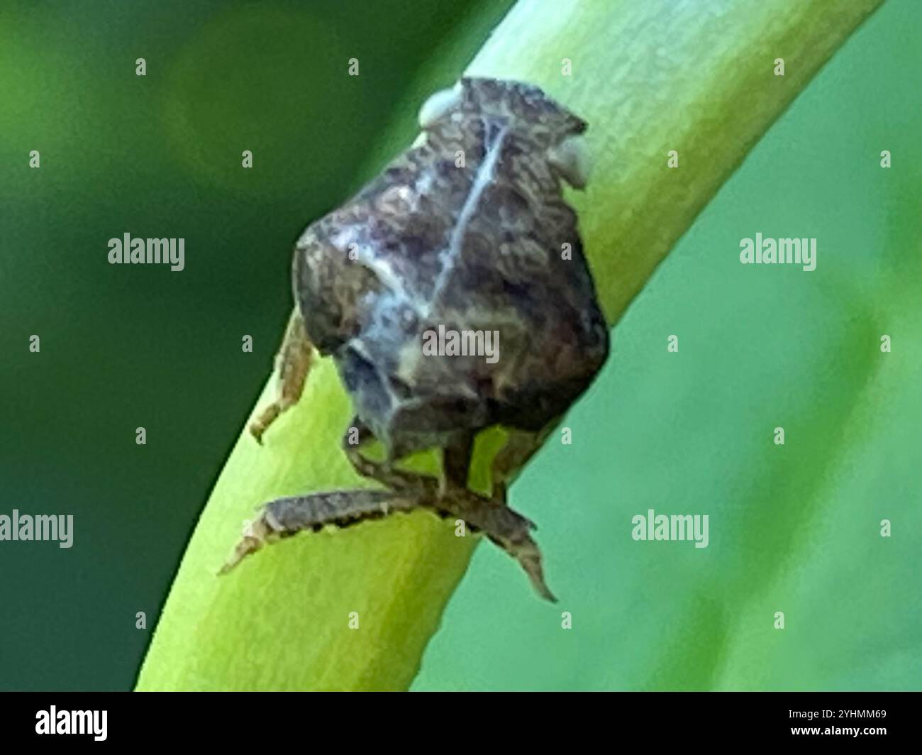Two-striped Planthopper (Acanalonia bivittata Stock Photo - Alamy