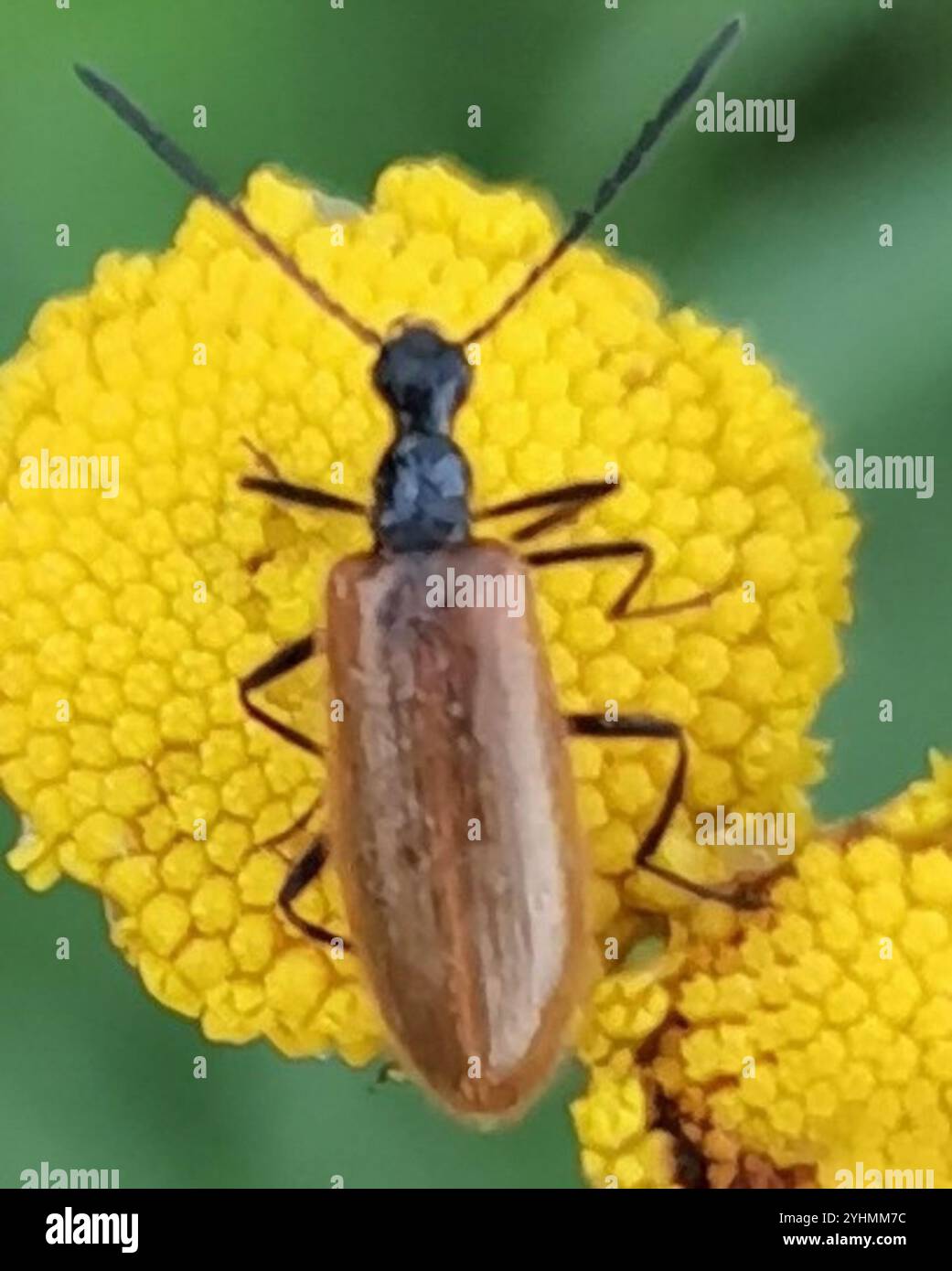 Rough-haired Lagria Beetle (Lagria hirta Stock Photo - Alamy