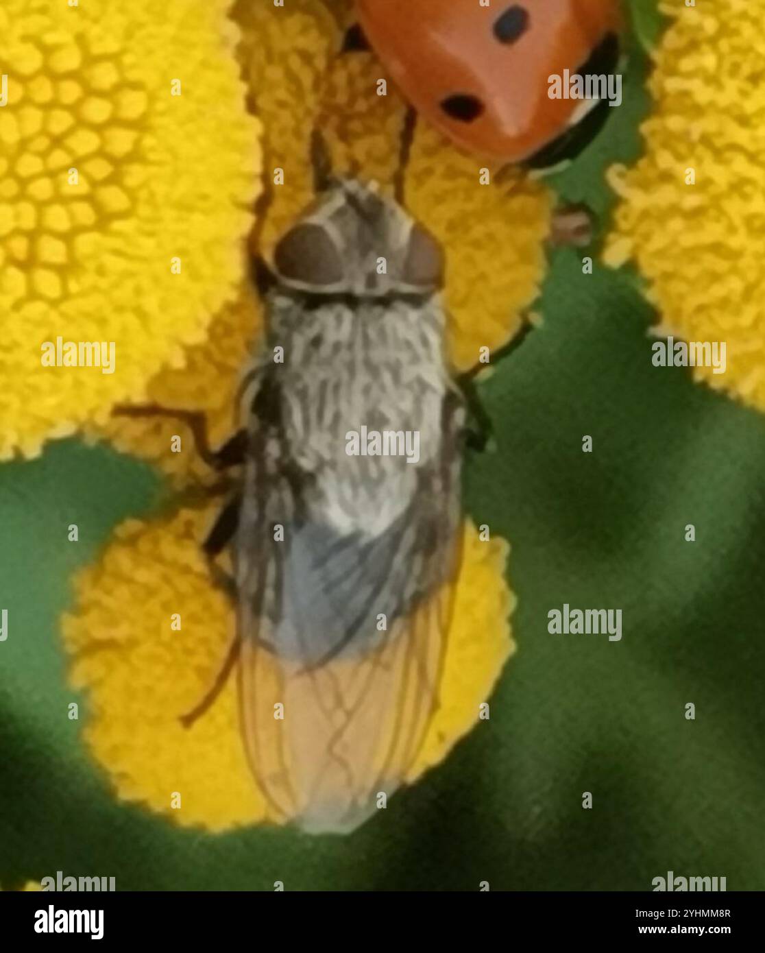 Cluster Flies (Pollenia Stock Photo - Alamy