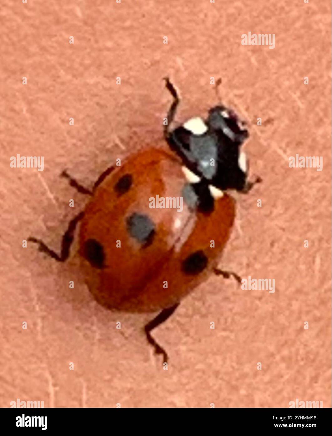 Seven-spotted Lady Beetle (Coccinella septempunctata Stock Photo - Alamy