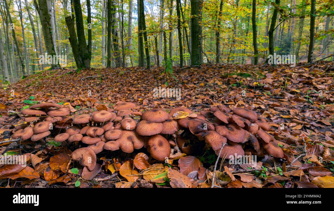 Honey fungi (Armillaria mellea) from Palatinate Forest (near Hochspeyer ...