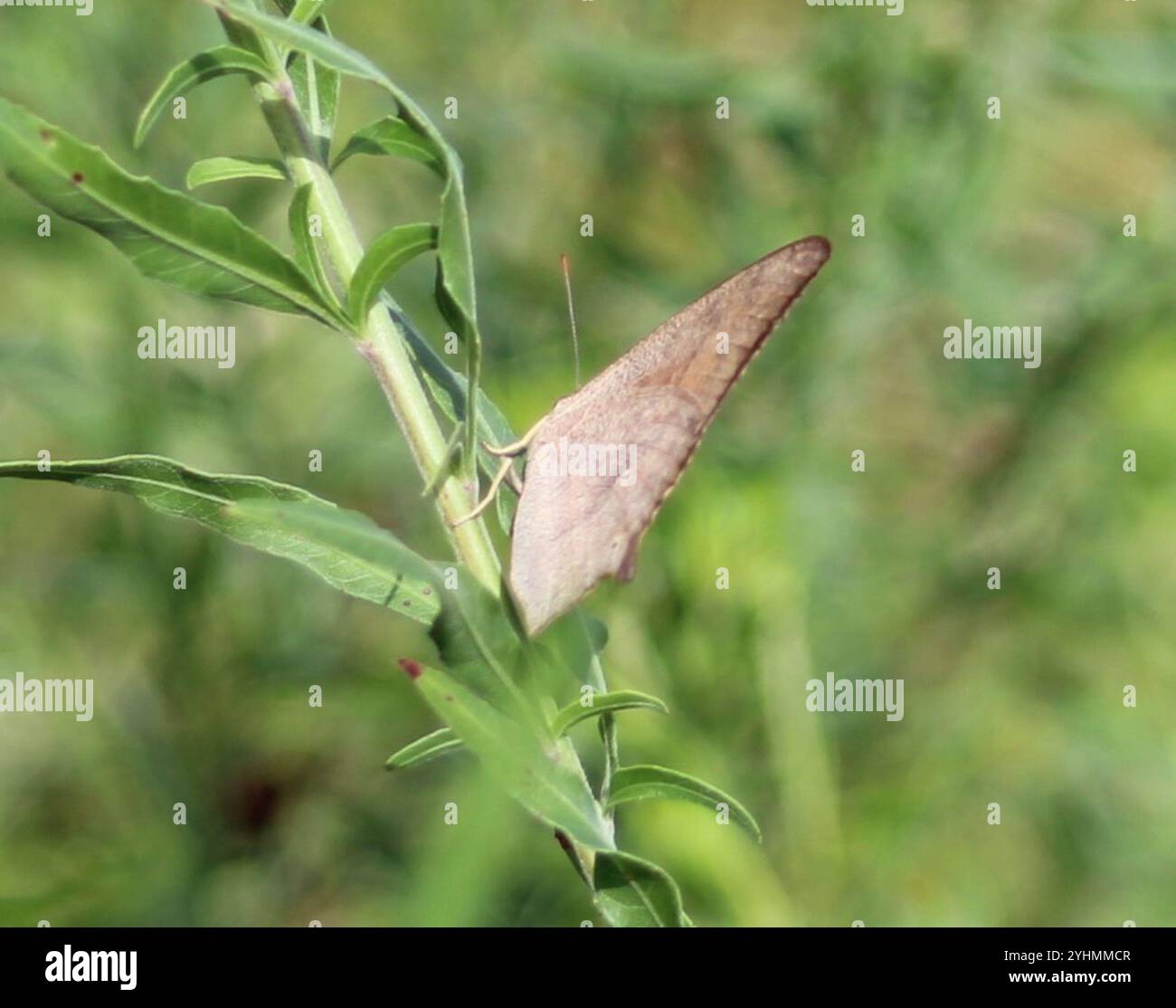 Goatweed Leafwing (Anaea andria Stock Photo - Alamy