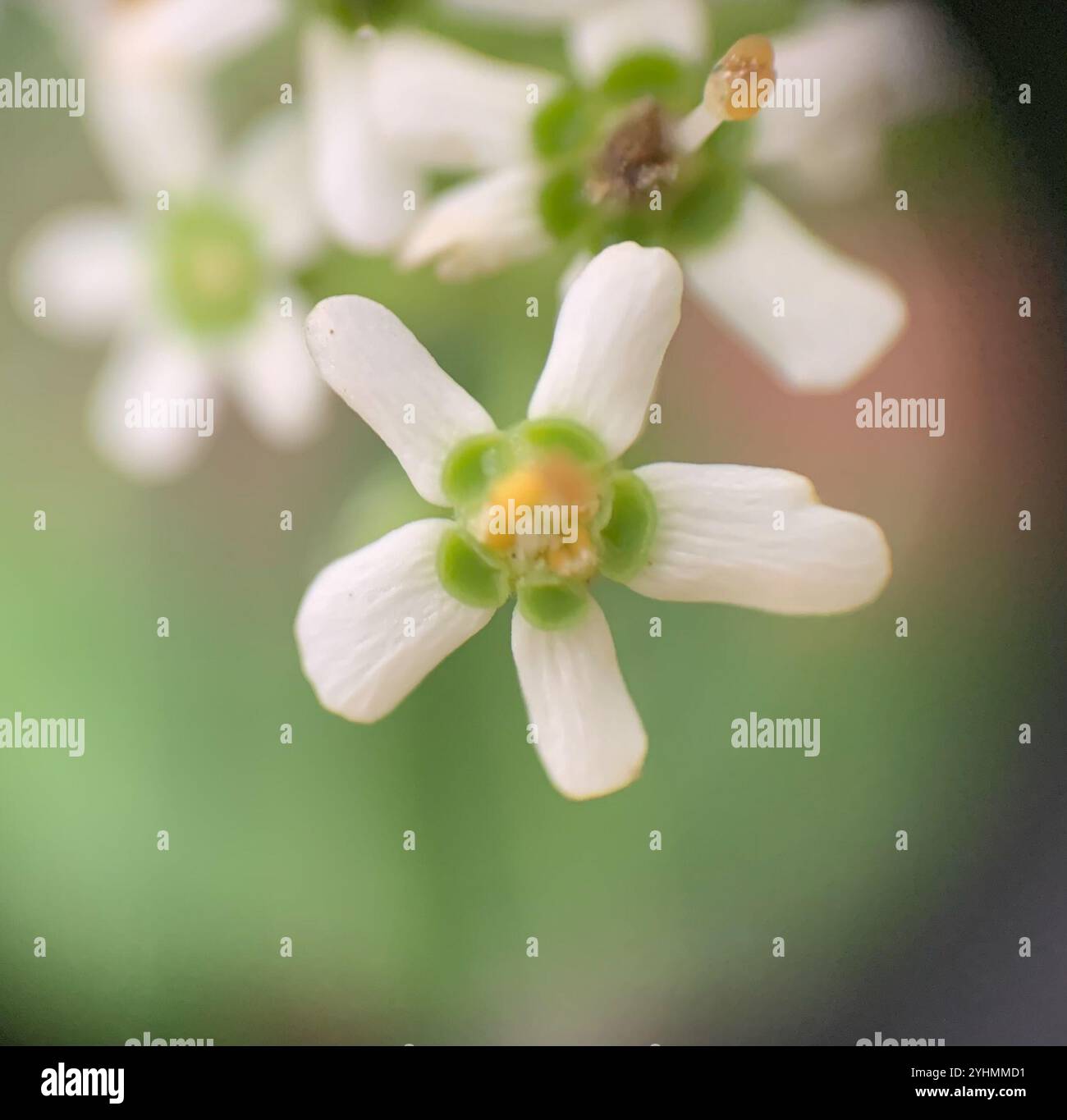 False Flowering Spurge (Euphorbia pubentissima Stock Photo - Alamy