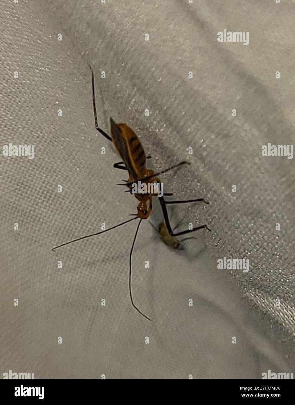 Red Bull Assassin Bug (Repipta taurus Stock Photo - Alamy