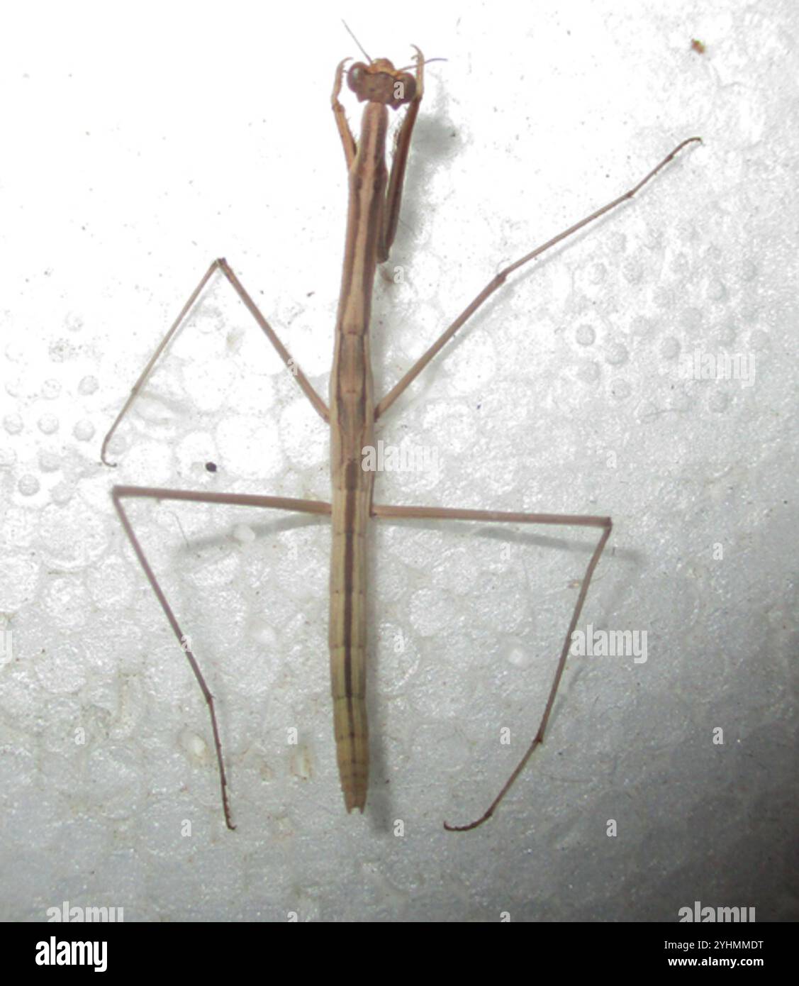 African Stick Mantises (Hoplocorypha Stock Photo - Alamy