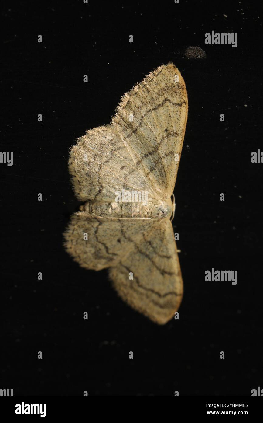 Riband Wave (Idaea aversata Stock Photo - Alamy