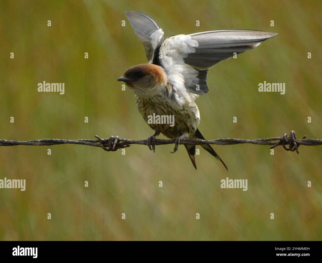 Greater Striped Swallow (Cecropis cucullata Stock Photo - Alamy