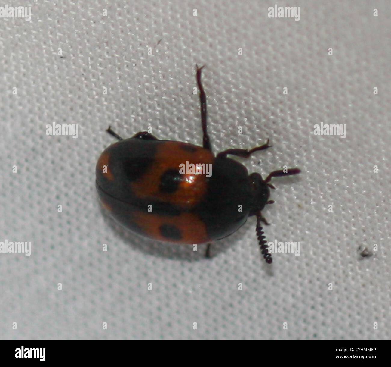 Two-spotted Diaperis (Diaperis maculata Stock Photo - Alamy