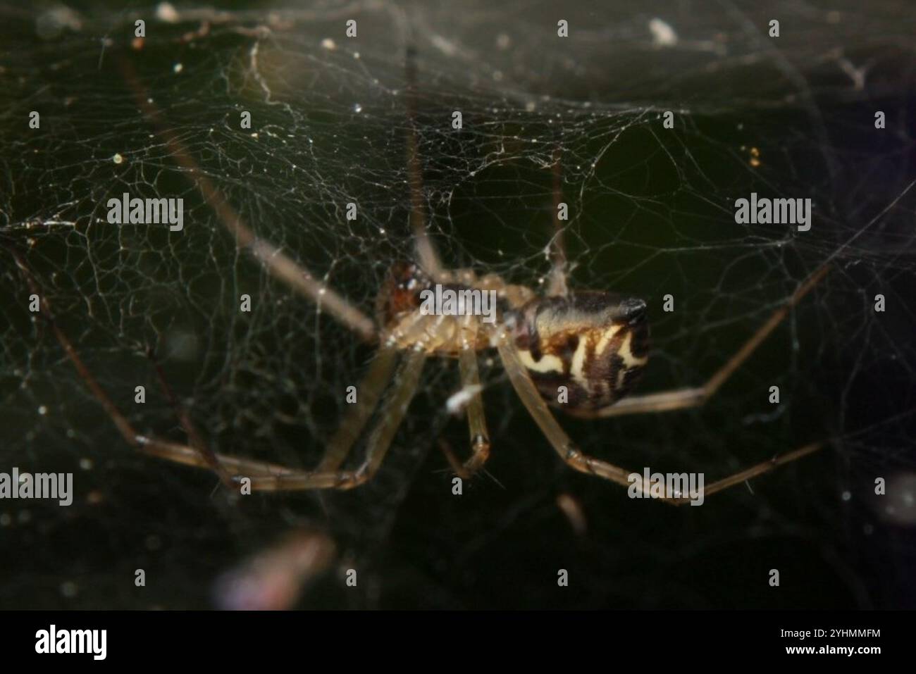 Common sheetweb spider (Linyphia triangularis Stock Photo - Alamy