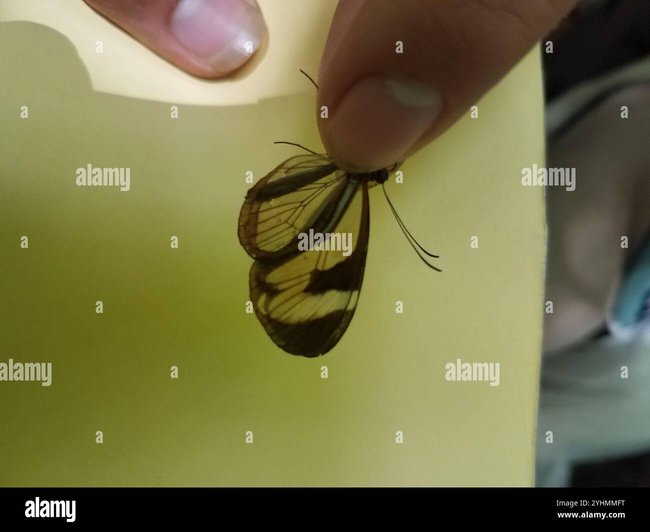 Patilla hi-res stock photography and images - Alamy